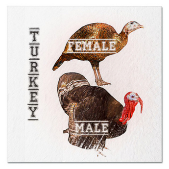 Second Life Marketplace - UA [FP-texture] DFS Turkey Female + Male